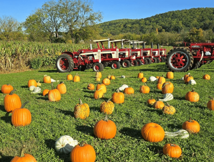 Harvest Days at Olde Stone Farm: Get Lost in a Corn Maze, Enjoy ...