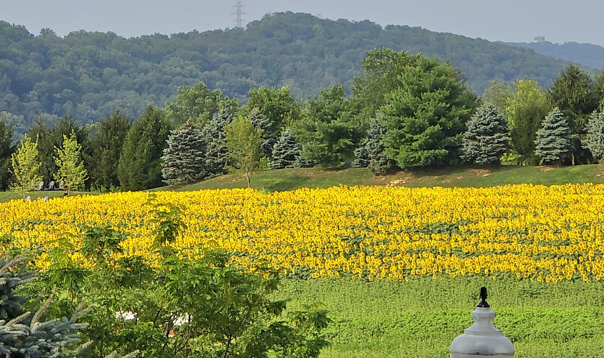PHOTOS: St. Luke's Sunflower Field a Place to Enjoy Nature – Saucon Source