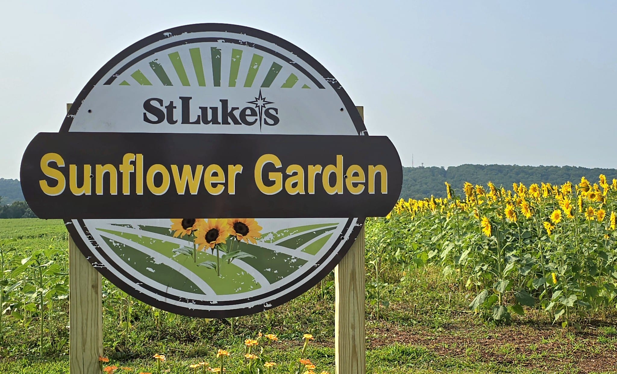 PHOTOS: St. Luke's Sunflower Field a Place to Enjoy Nature – Saucon Source