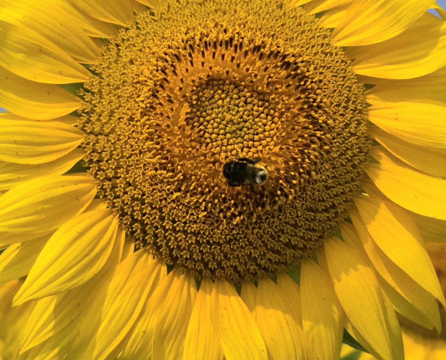 PHOTOS: St. Luke's Sunflower Field a Place to Enjoy Nature – Saucon Source