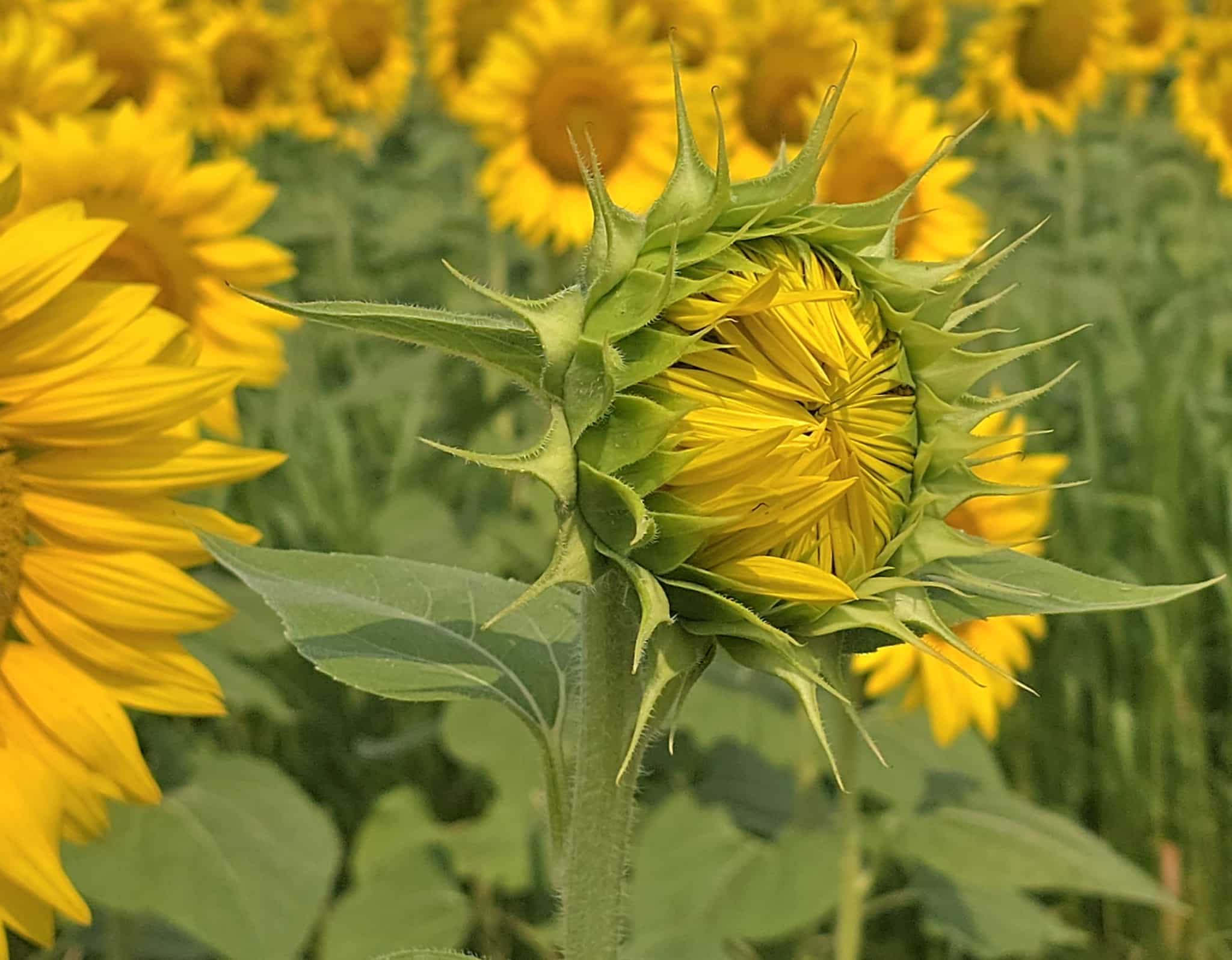 PHOTOS: St. Luke's Sunflower Field a Place to Enjoy Nature – Saucon Source