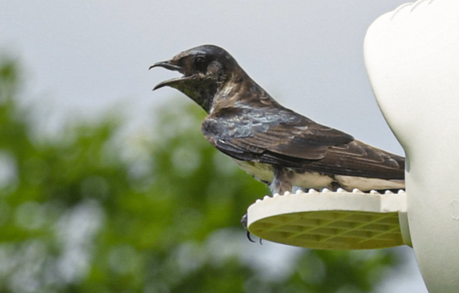Purple Martins Establish Nesting Site at St. Luke’s Anderson Campus ...