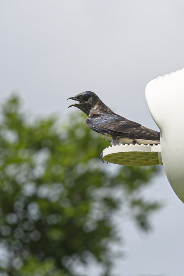 Purple Martins Establish Nesting Site at St. Luke’s Anderson Campus ...